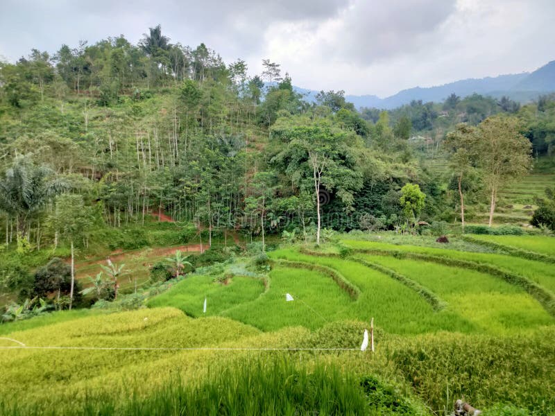In this Photo There are Two Types of Rice Growing Ages of 4 Months and ...