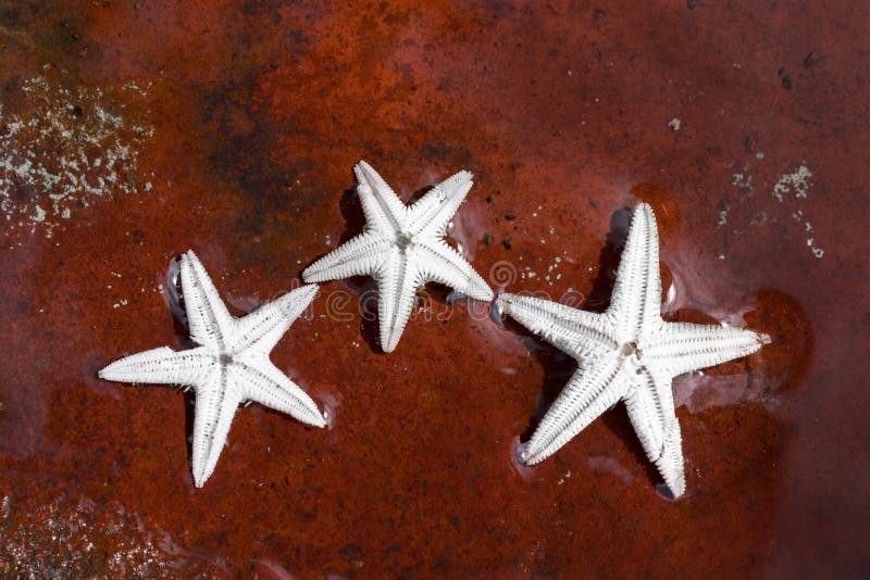Three white starfish stock image. Image of brown, beach - 160119077