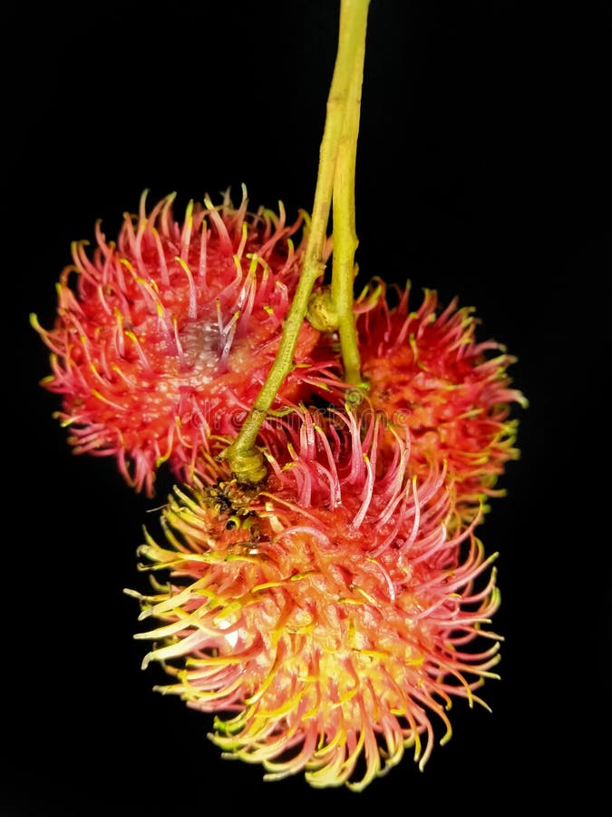 Three Pieces of Rambutan on a Black Background Stock Photo - Image of ...
