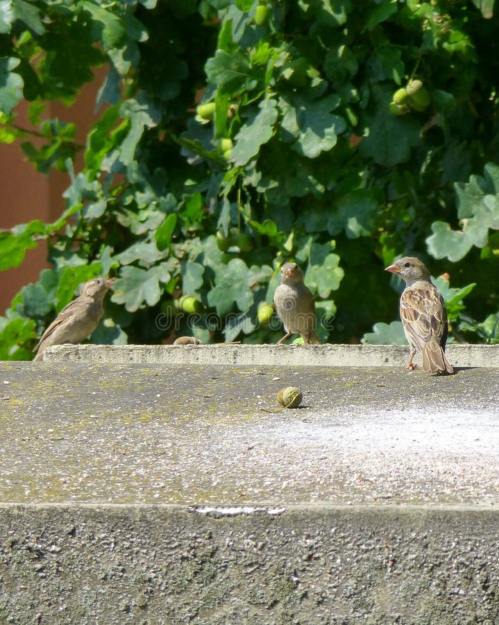 Three Sparrows Standing on the Concrete Wall Stock Photo - Image of ...