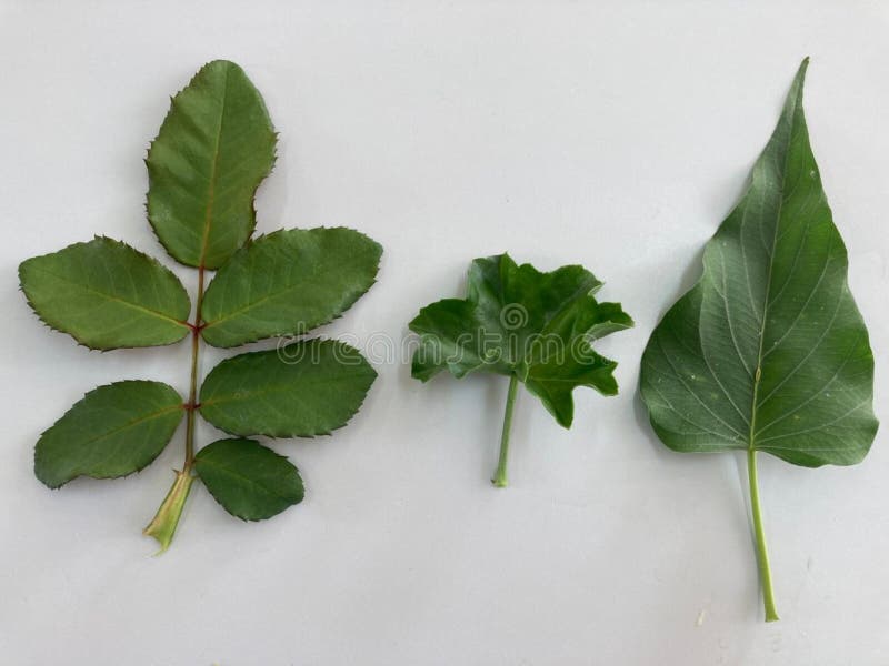Three Types of Leaves, Compound and Simple Leaves. Stock Image - Image ...