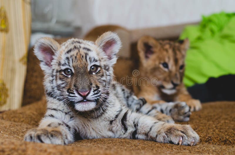 Photo of a Tiger Cub Behind Which Lies a Lion Cub Stock Photo - Image ...
