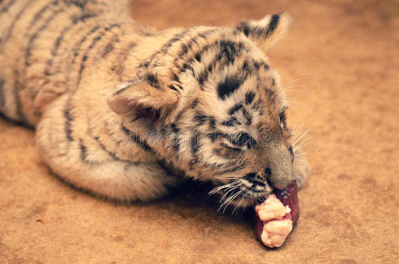 Tiger Cubs Cuddling A Shredded Human Hand