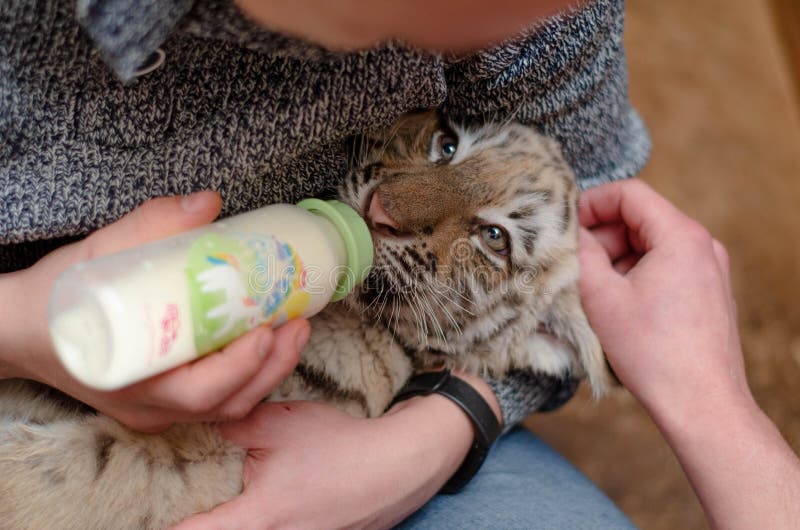 Photo of a Tiger Cub Squinting and Drinking Milk in Her Arms Stock ...