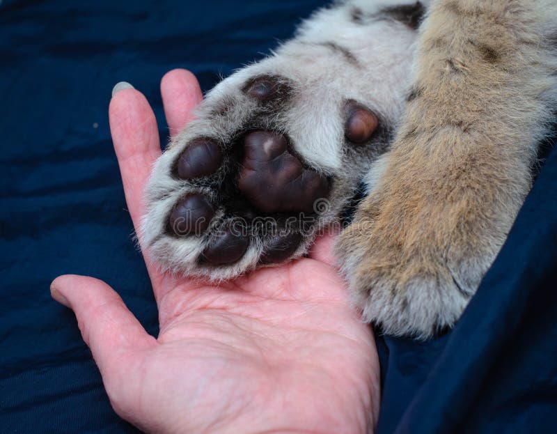 Photo of a Tiger Paw with Pillows Up in a Human Hand Stock Image ...