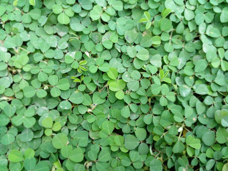 Photo of Tiny Leaves of Wild Plants in the Fields of My Former Garden ...