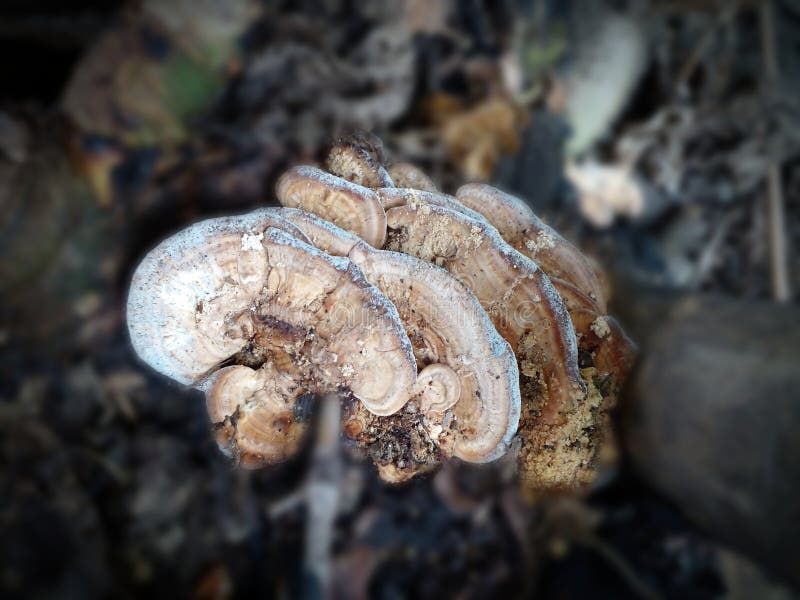 Photo of Tiny Multi-colored Beautiful Mushrooms Growing in Layers ...