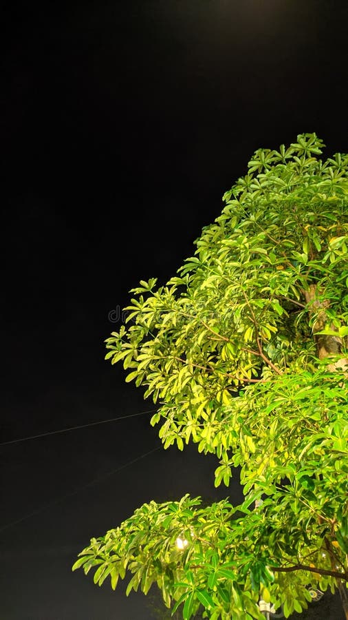 The Allure of a Mango Tree at Night Stock Image - Image of allure ...