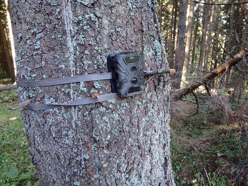 Photo Traps in Forests, Camera Trap with Infrared Light and Motion ...