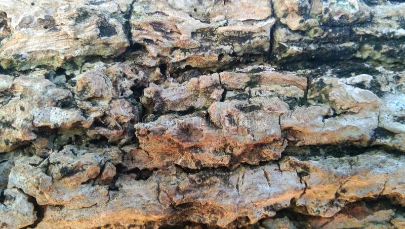 Photo of a Tree Bark that Forms a Unique Pattern Stock Photo - Image of ...