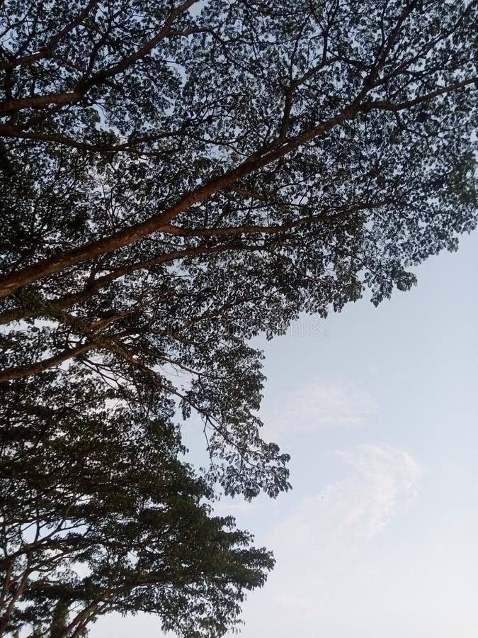 Photo of the Tree Branches Arround the City Square Stock Photo - Image ...