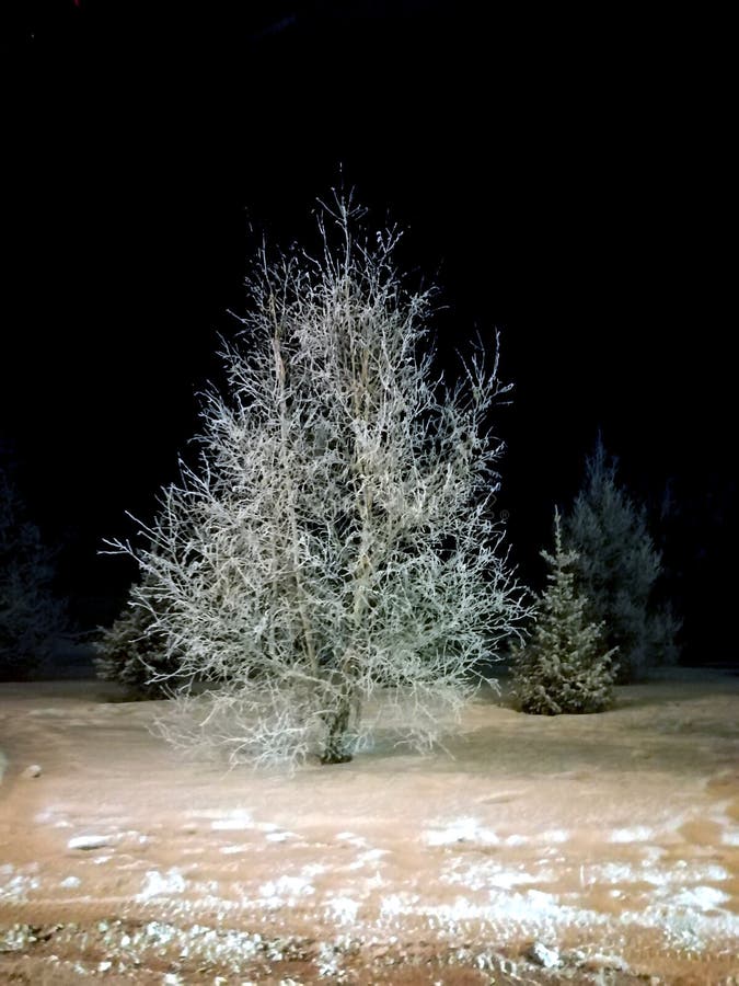 Photo of a Tree in the Cold by the Road Night Lighting Stock Image ...