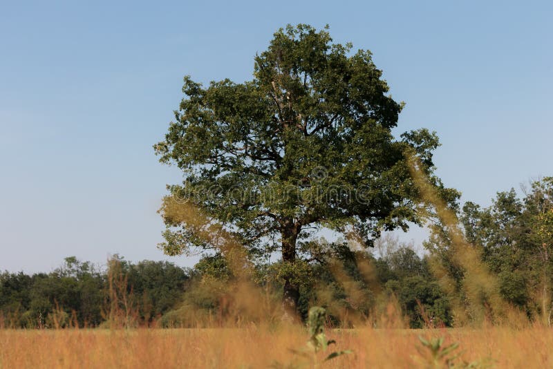 Photo of a Tree or Group of Trees in the Distance Stock Image - Image ...