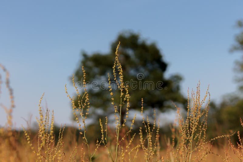 Photo of a Tree or Group of Trees in the Distance Stock Image - Image ...