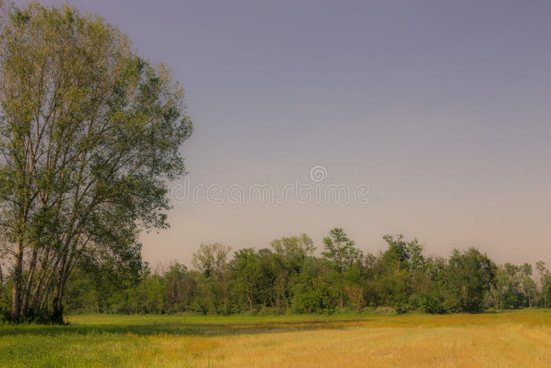 Photo of a Tree or Group of Trees in the Distance Stock Photo - Image ...