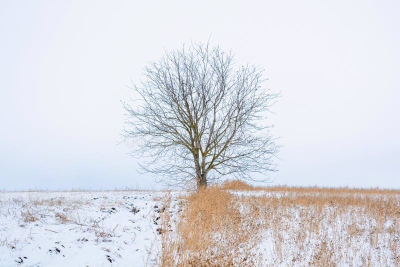 Photo of a Tree without Leaves on the Field Covered by Snow in the ...