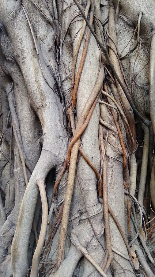 Photo of a Tree Many Branched Stock Photo - Image of branched, vintage ...