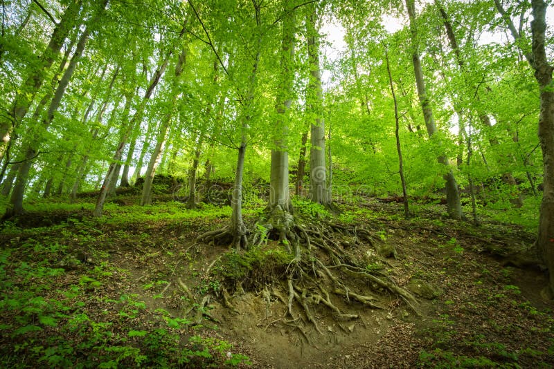 Tree root on the forest stock image. Image of flora - 132670783
