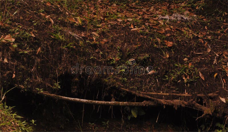Photo of Tree Roots in Wet Soil Stock Photo - Image of indonesia, mount ...