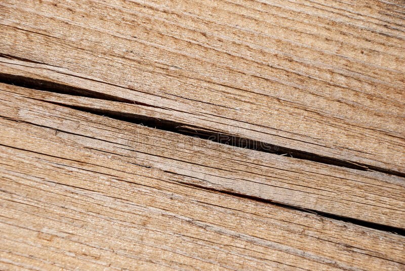 Photo of a Tree Section for Background Image. Stock Image - Image of ...