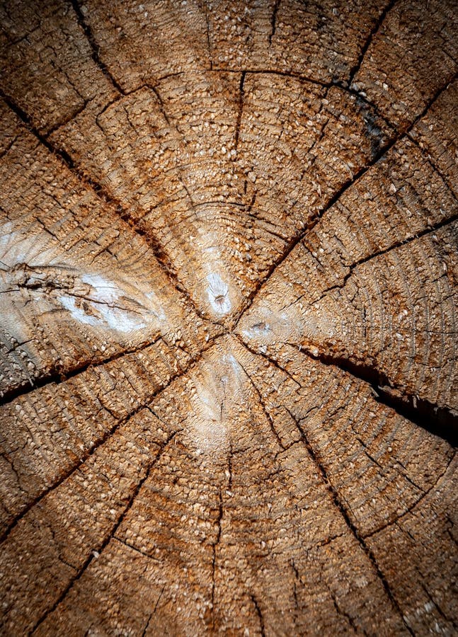 Photo of a Tree Section for Background Image. Stock Photo - Image of ...