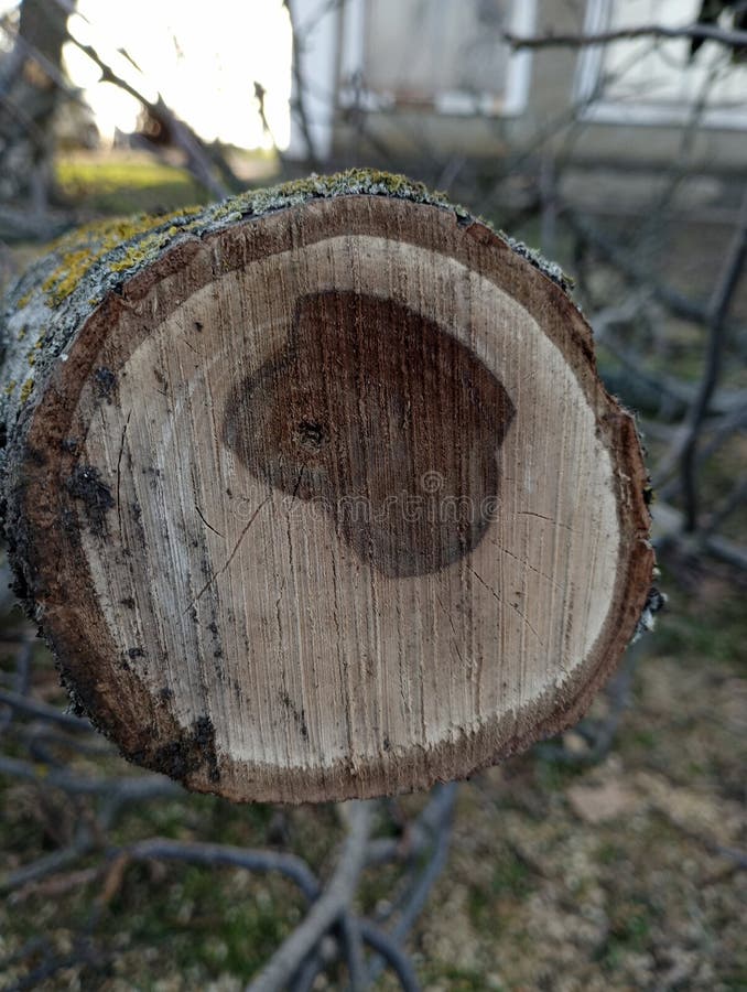 Photo of a Tree in the Section Stock Photo - Image of newly, woodland ...