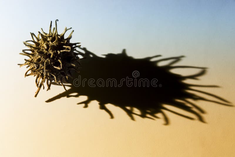 Photo of a Tree Seed in Studio with Shadow from a Light on Blue Stock ...