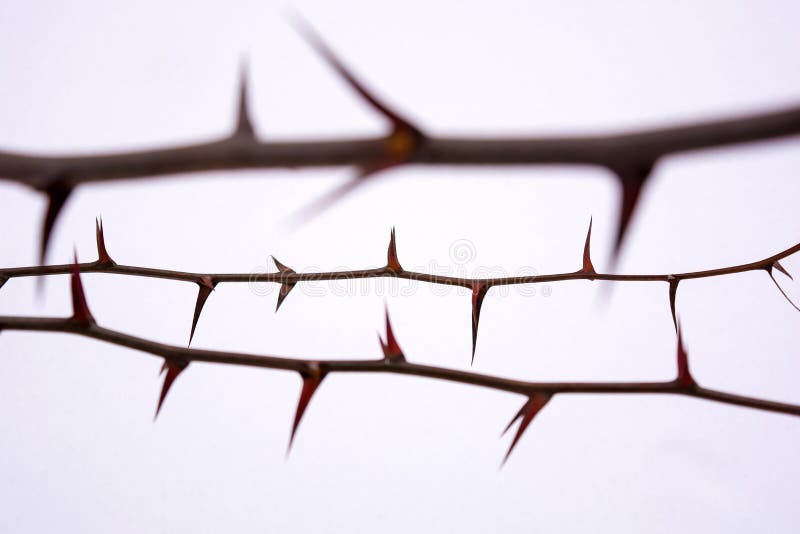 Photo of Tree Spines on Acacia Branch Isolated on White Background ...