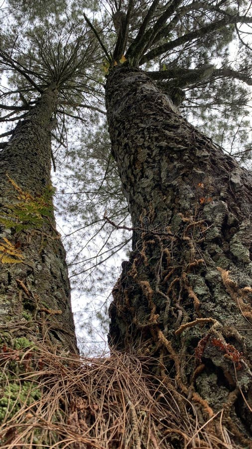 Photo of a tree stock image. Image of view, standing - 261660999