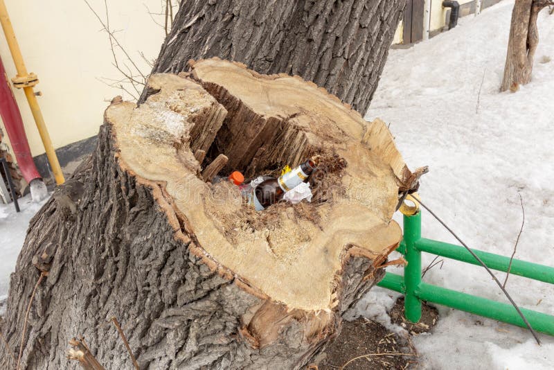 In the Photo, a Tree with a Stump in it is Garbage, Environmental ...