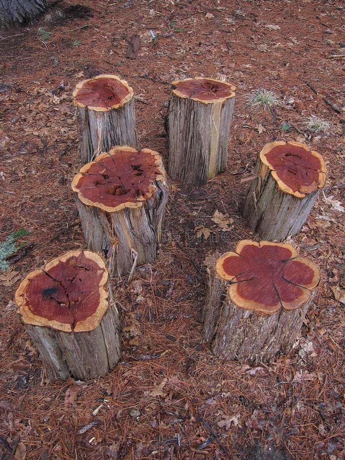 Photo of Tree Stumps stock photo. Image of stump, ecology - 13247728