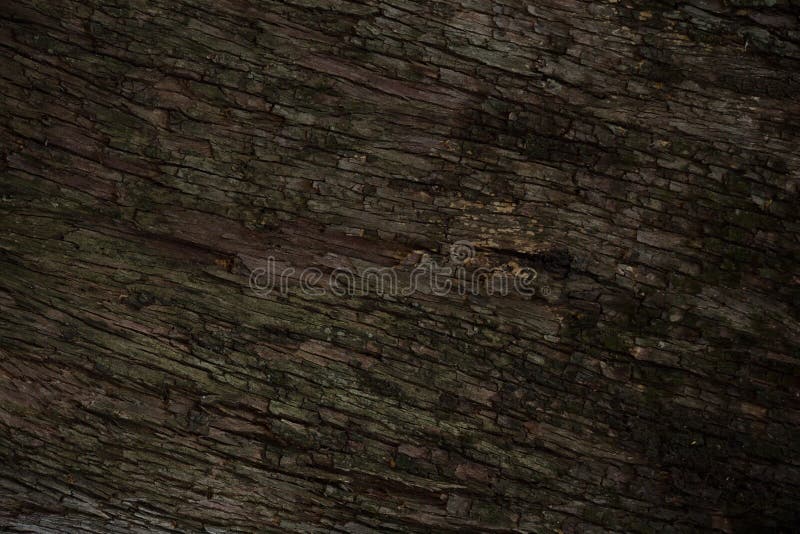 Photo of Tree Texture, Showing Tree Bark. Wavy Textures and Strong ...