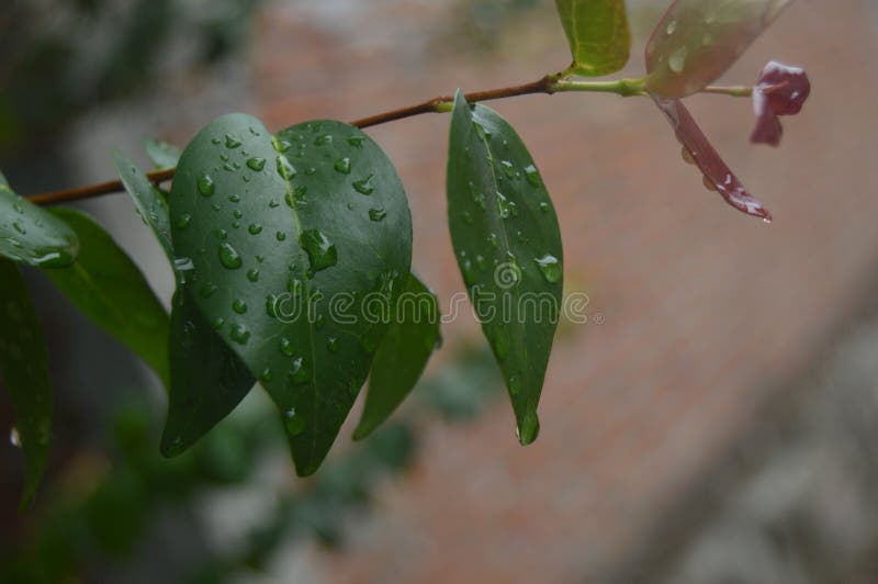 Photo of Tree Tops after Rain with Remaining Rainwater Stock Image ...