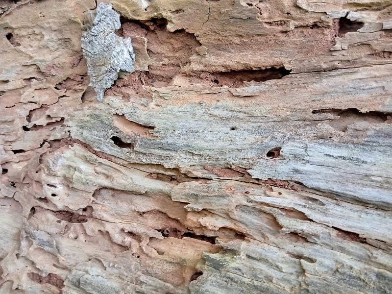 Photo of a Tree Trunk Eaten by Termites Stock Image - Image of termites ...