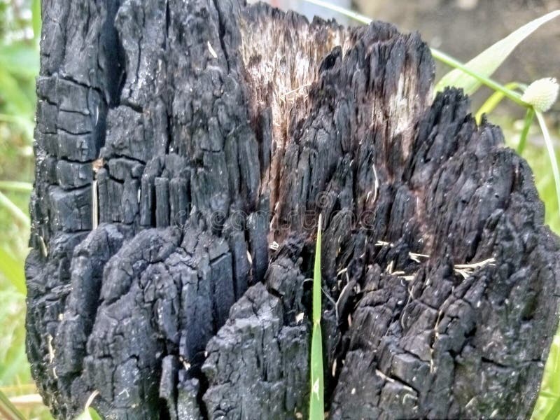 Photo of a Tree Trunk that Has Been Burnt and Turned To Charcoal Stock ...