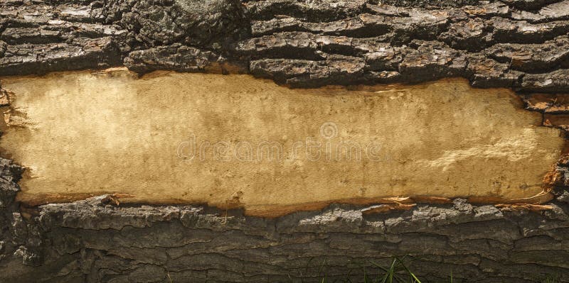 Photo of Tree Trunk with Missing Bark Stock Image - Image of dead ...