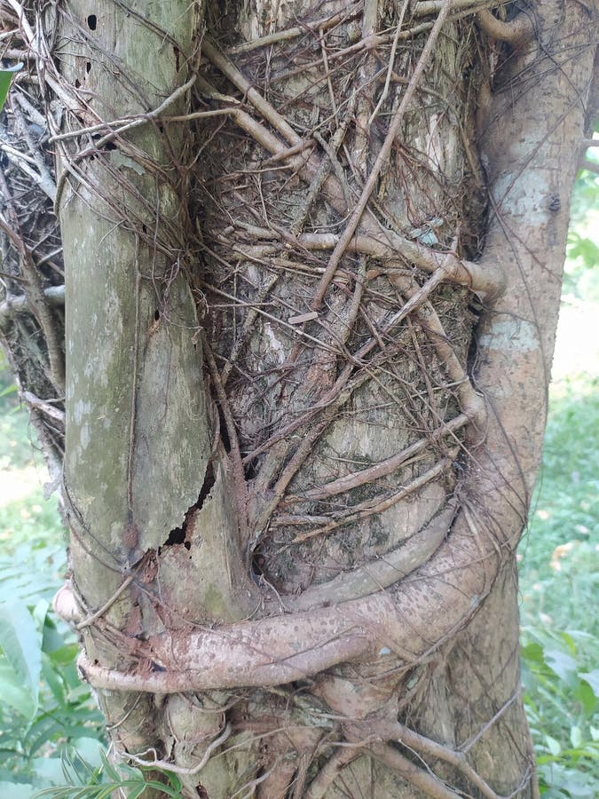 Photo of a Tree Wrapped Around Its Roots Stock Image - Image of tree ...