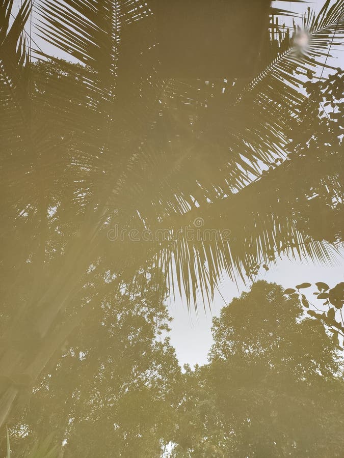 The Murky Water Caused by Green Algae Stock Photo - Image of animal ...