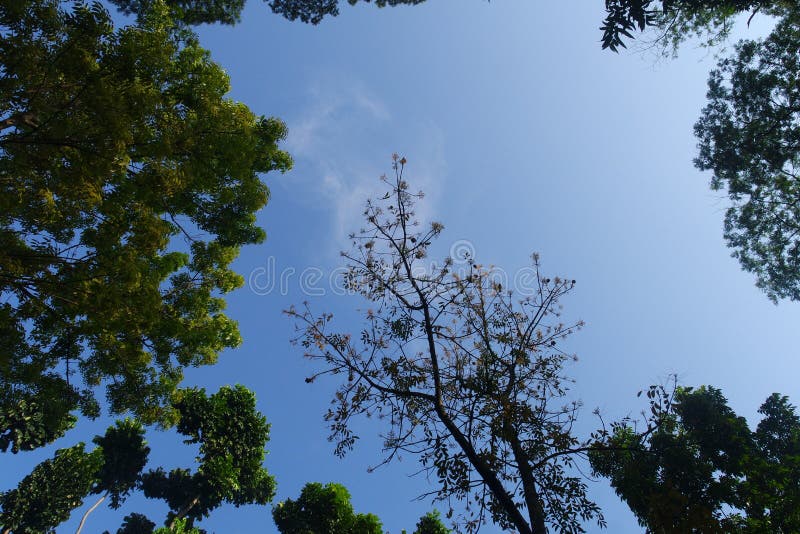 Photo of Trees and Blue Sky of Tropical Forest in Indonesia Stock Photo ...