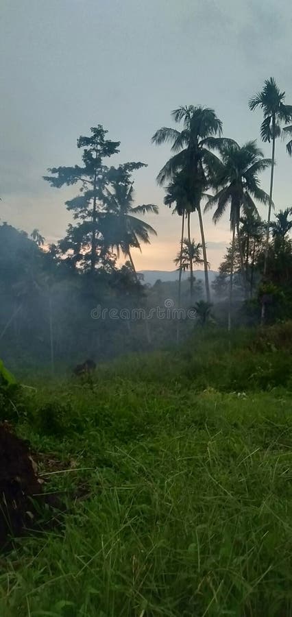 Photo of Trees in the Evening that Have Started To Open To the Fields ...