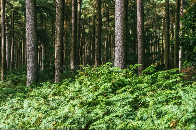 Forest stock image. Image of lumbar, trees, green, nature - 289984317