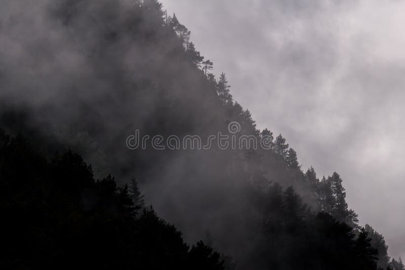 Photo of the Trees in the Forest in the Mist Stock Image - Image of ...