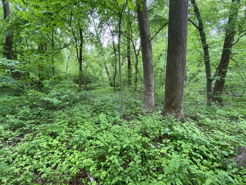 Trees and Green Forest in May in Spring Stock Image - Image of green ...