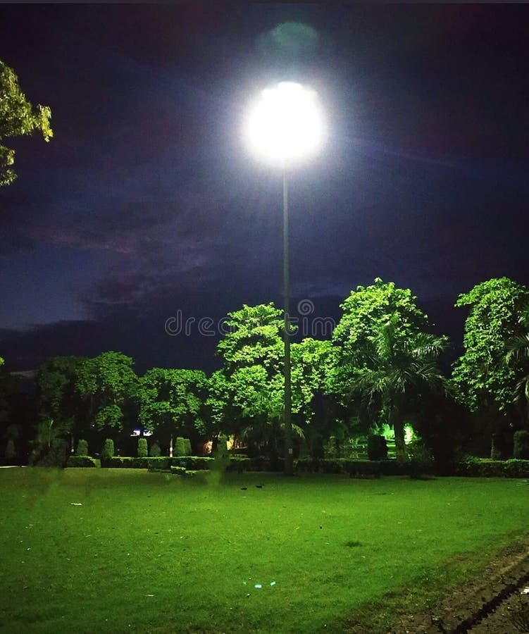 It is the Photo of Trees in Ground at Night . Stock Image - Image of ...