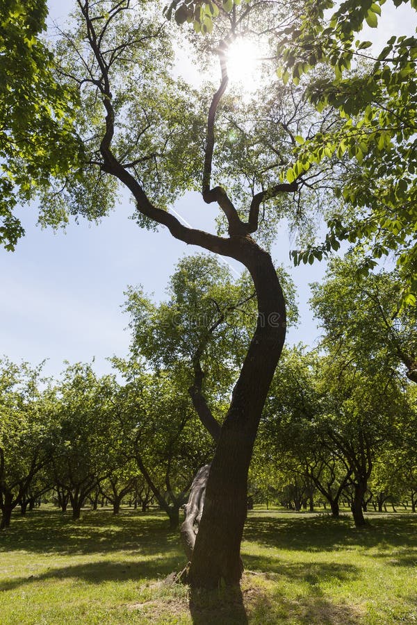 Trees in the park, summer stock image. Image of color - 101459377