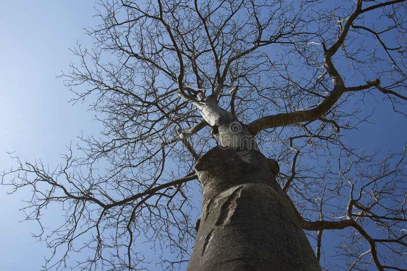 Photo of Trees without Leaves Shoot from the Trunk Up To the Top at ...