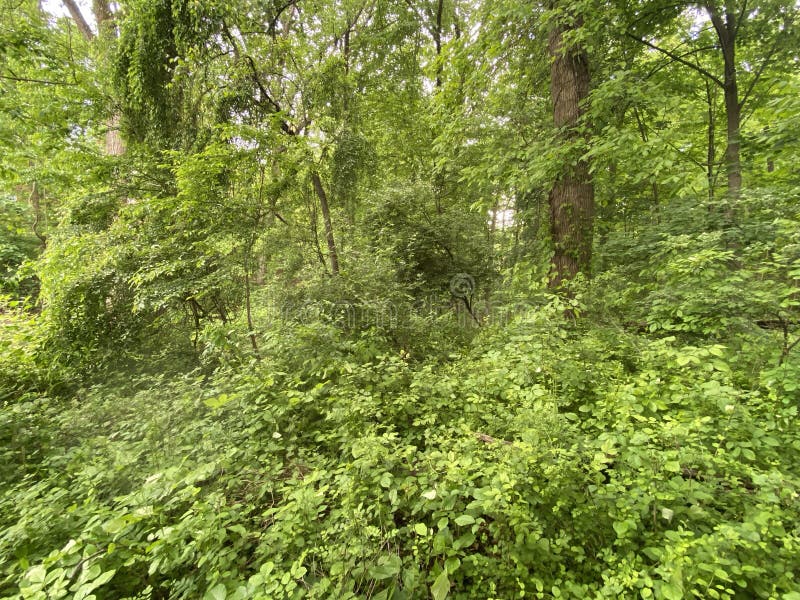 Trees and Lush Green Forest in May in Spring Stock Photo - Image of ...