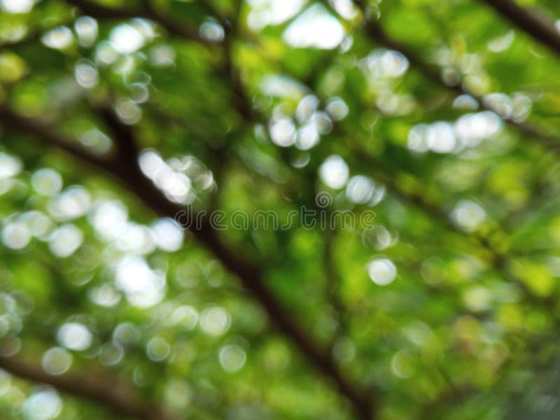 Photo of Trees Made Blurry in the Background Stock Image - Image of ...