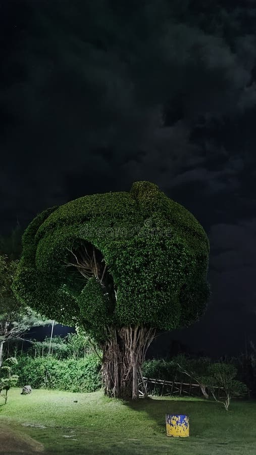 Photo of Trees at Night with Moonlight Stock Image - Image of night ...