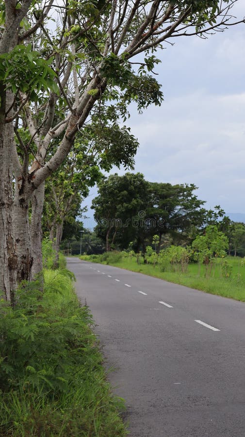 Photo of Trees on a Quiet Paved Roadside during the Day Stock Photo ...